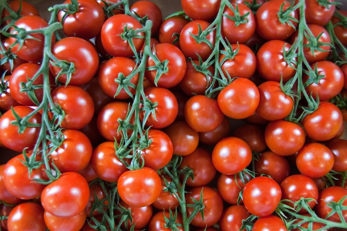 China: Optimizing greenhouse drip fertigation for tomatoes