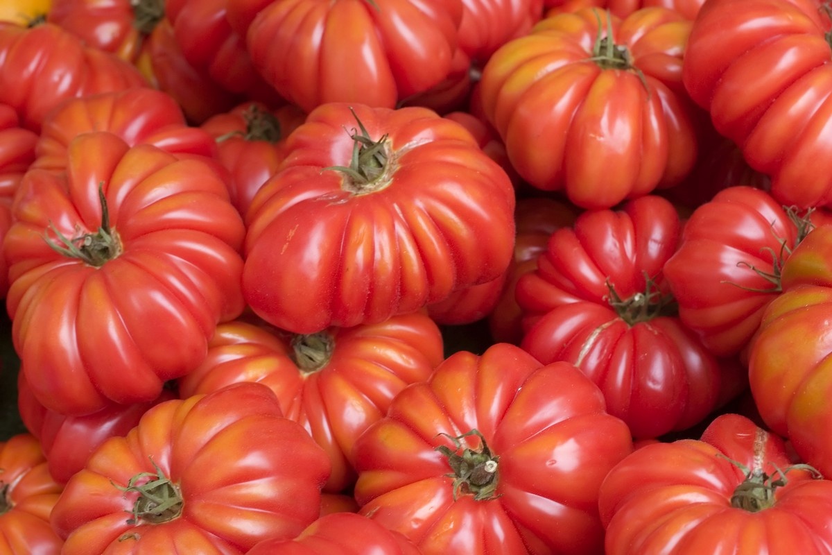How to cultivate the Togo Tomato in India