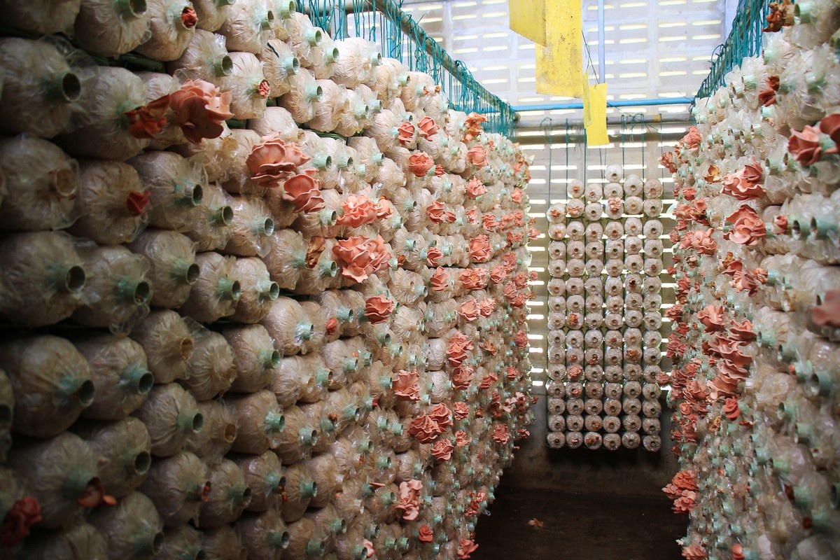 Kenya: Turning mycelium waste into sustainable building materials