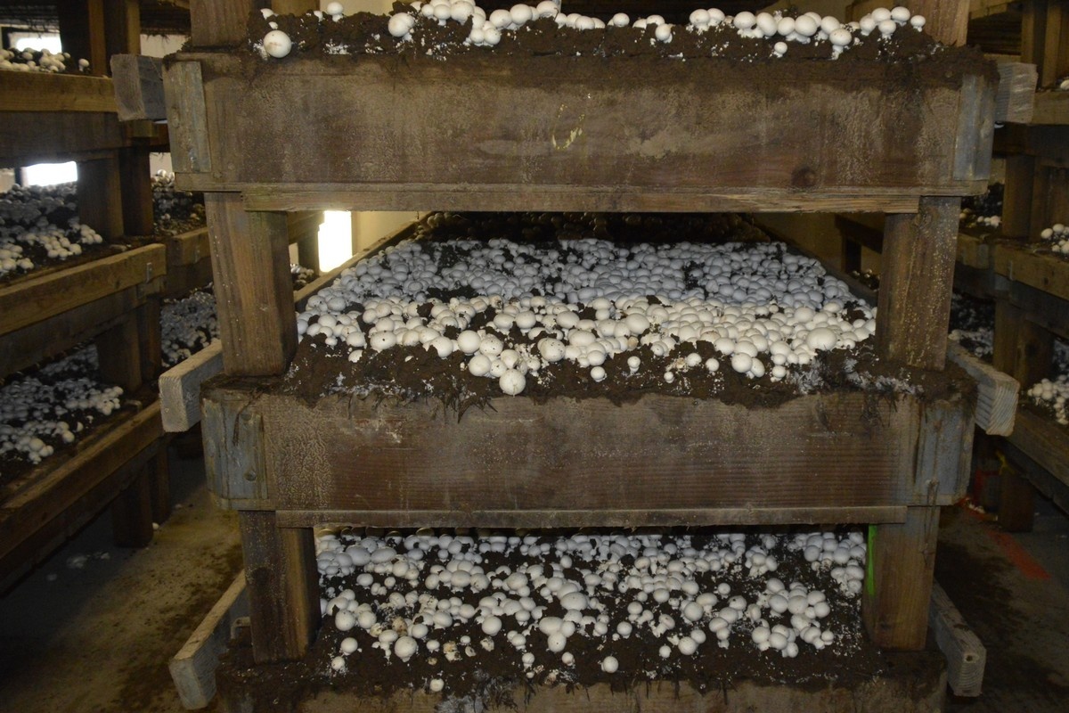 Namibia: Youth center launches mushroom project