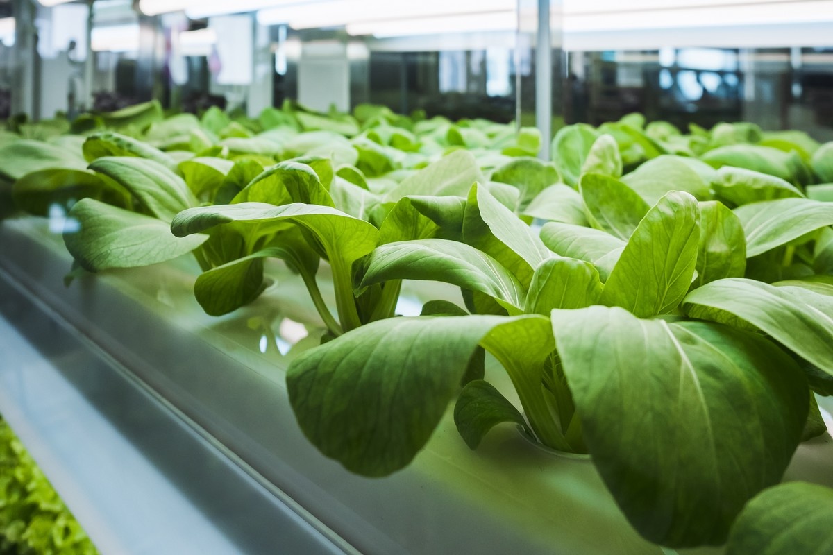 CAN: Bouncing back from a paralysis scare to a career in vertical growing