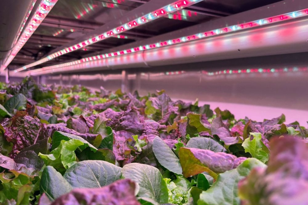 Growcer and Growtainers announce a strategic alliance, pledge ...