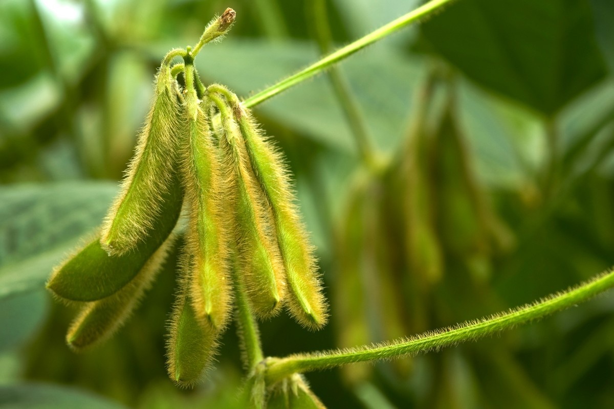 Using an NFT hydroponic system to sustainably grow edamame beans