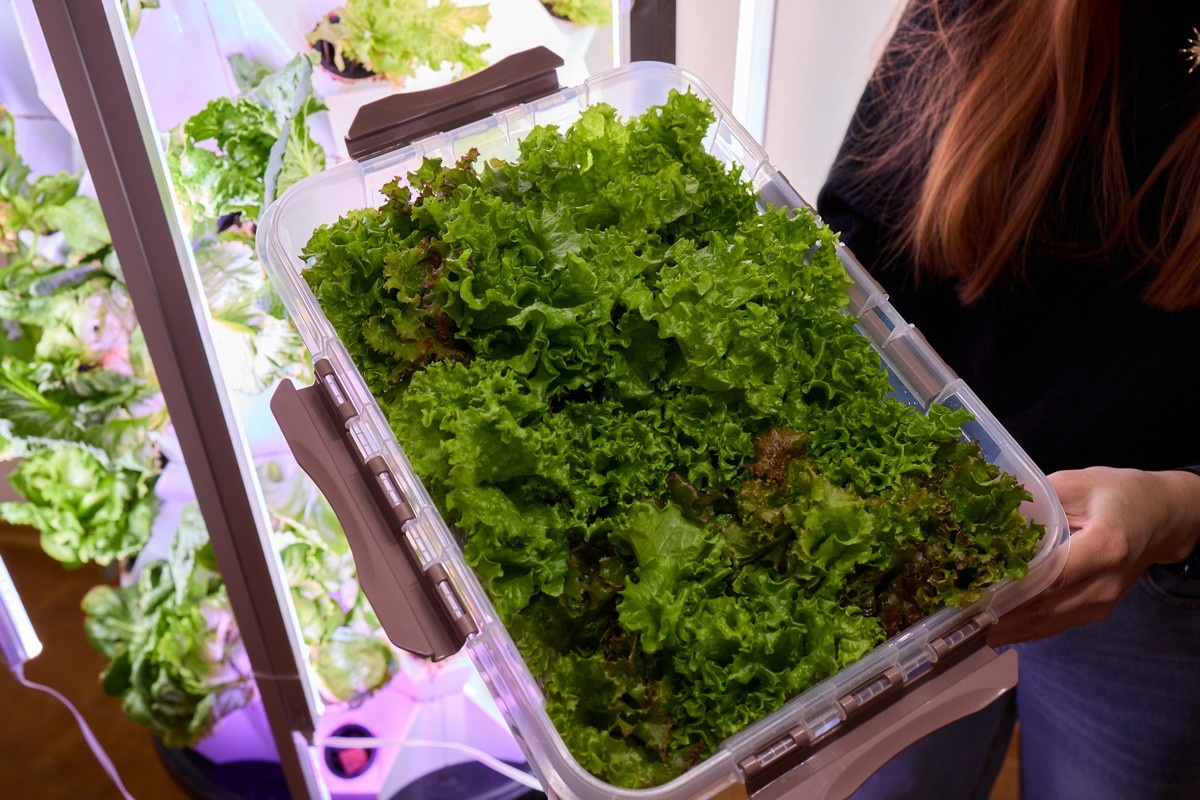 US: Ohio students use hydroponic systems to launch sustainable food venture