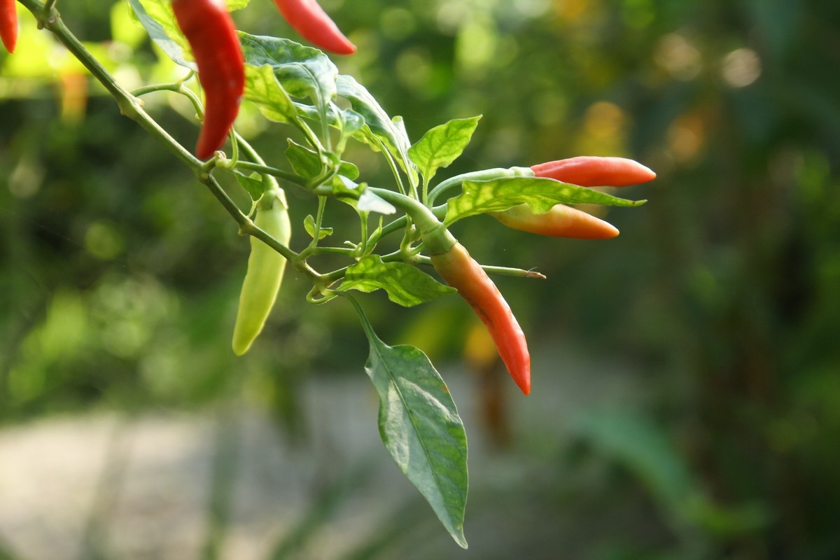 India: Black thrips infests chilli crop in Andhra