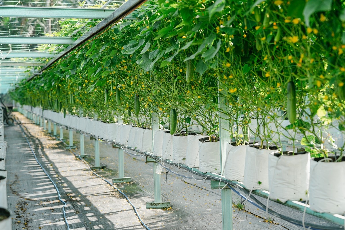 South Korean smart farm undertakes first harvest with young growers