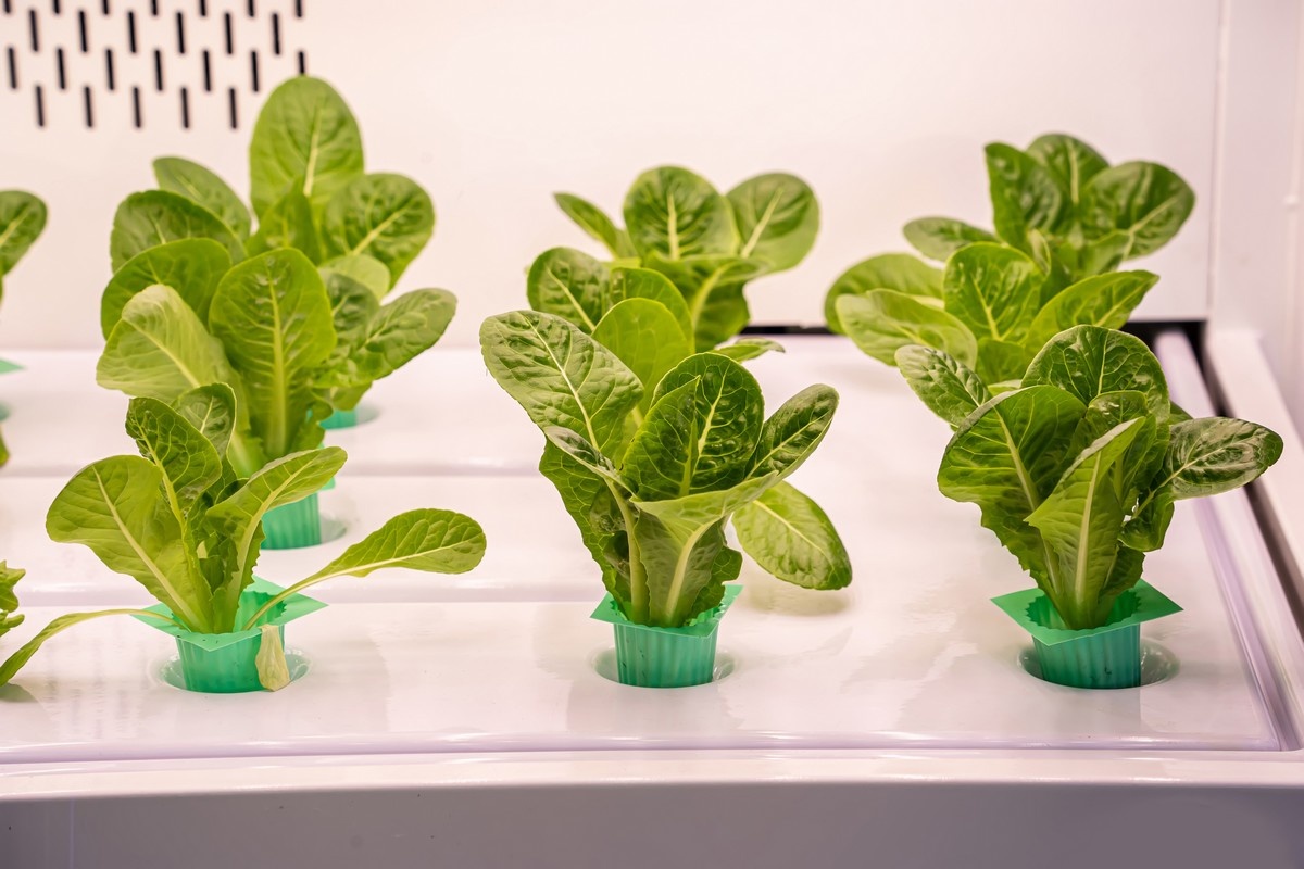 US (OH): Students grow lettuce harvest in Bay Middle School cafeteria