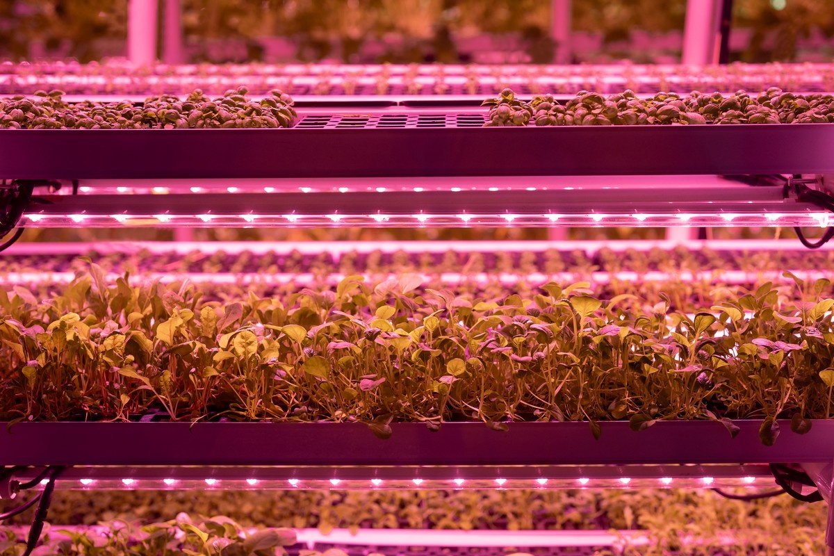 Ukraine: High school students in Khmelnytskyi region grow microgreens