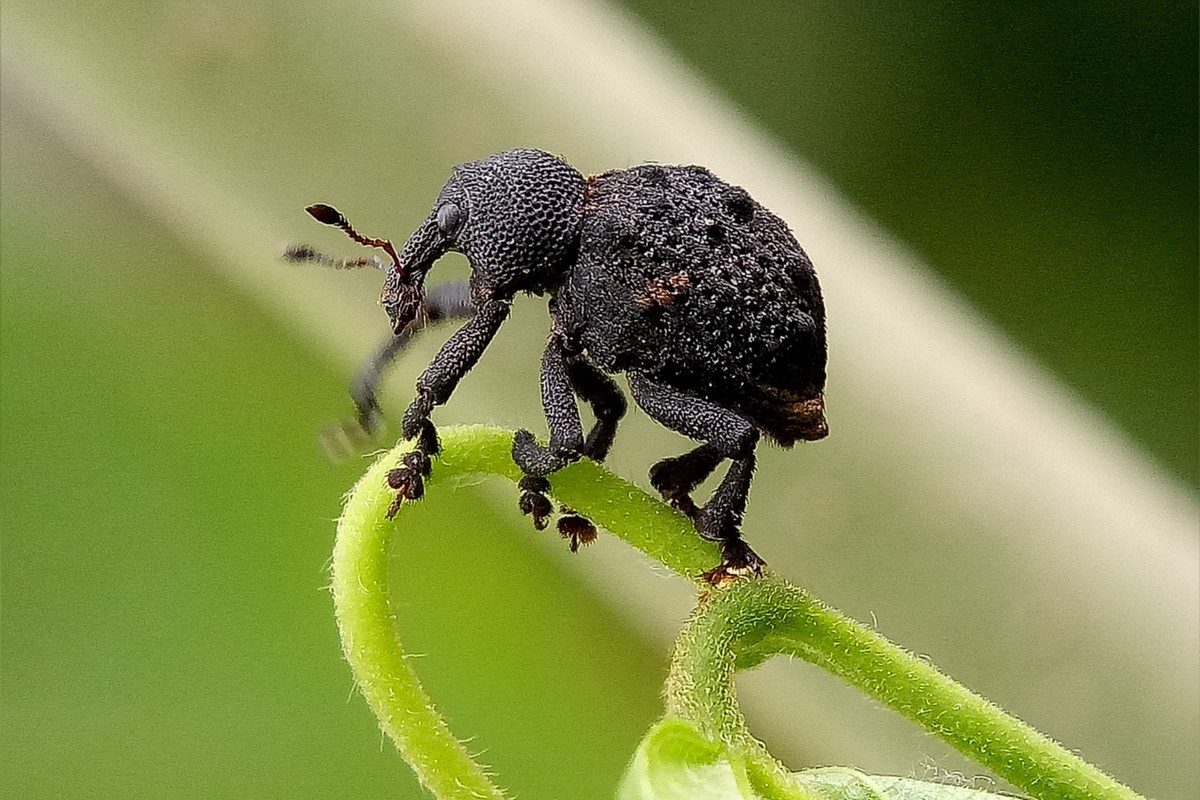 UK: New adult vine weevil protection agent launched