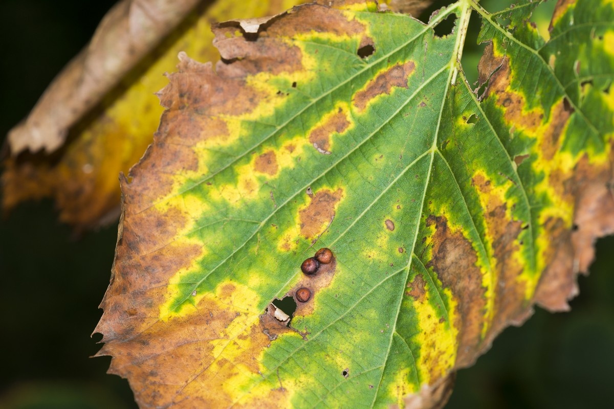 Researchers lead the way on nature-based integrated solutions to fight ...