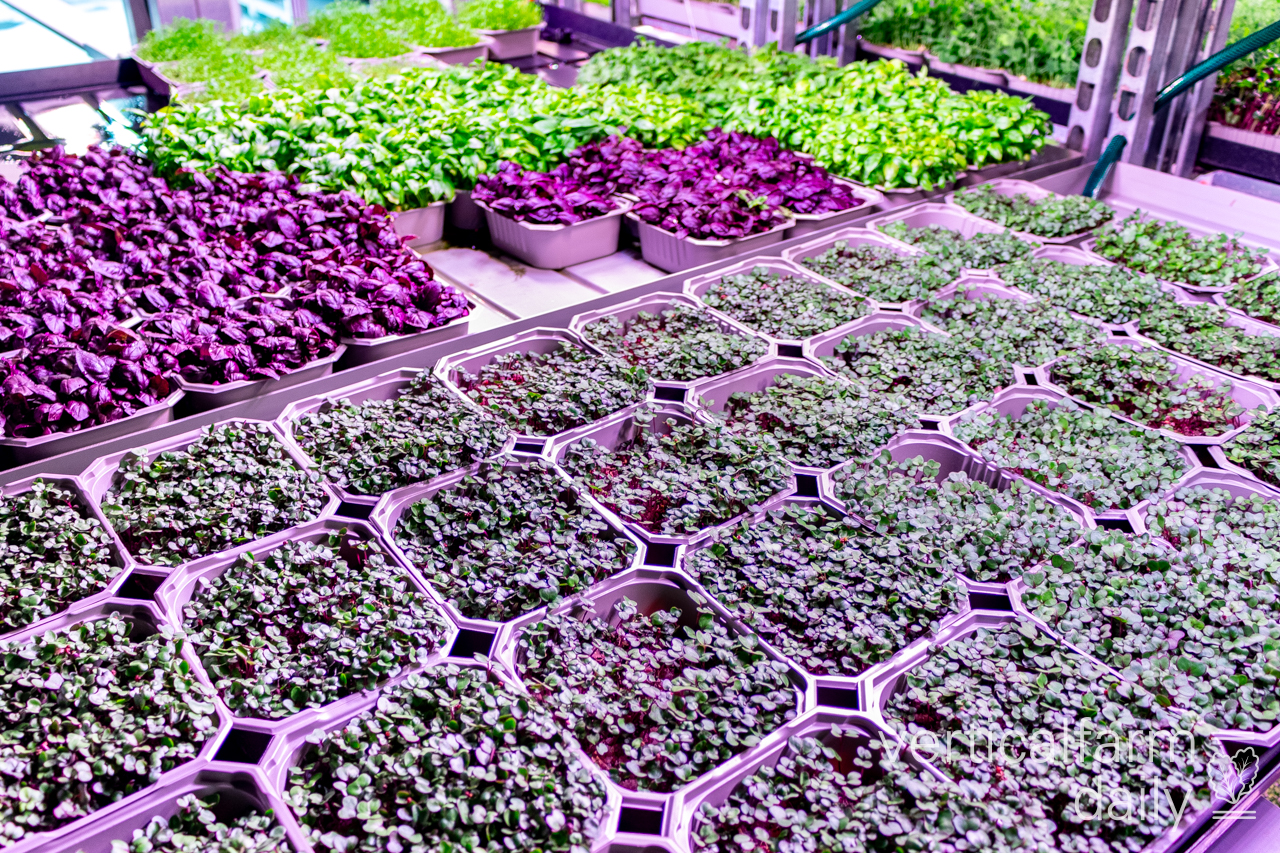 A visit to GruveGront, inside a cave